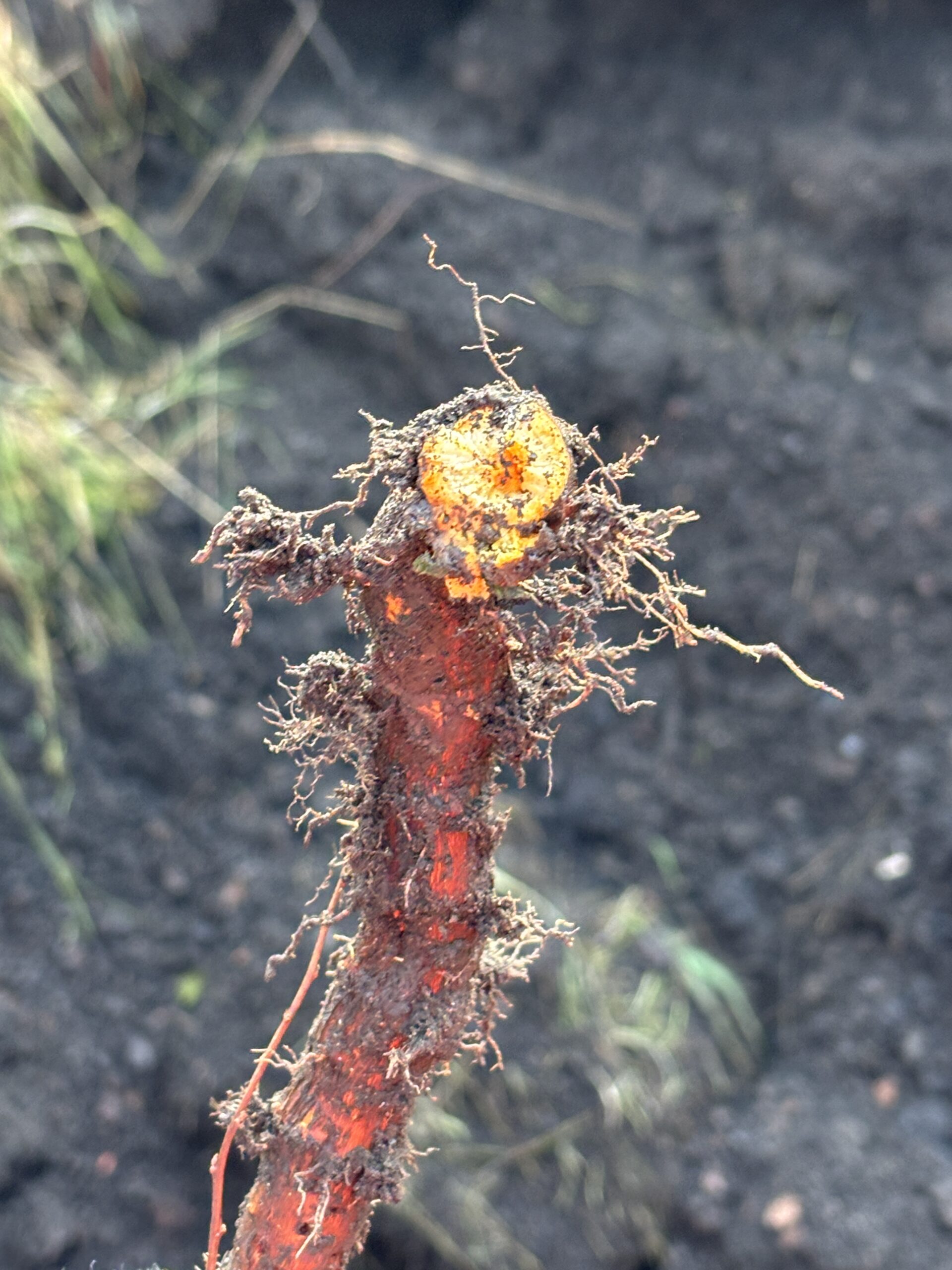 What Lies Beneath: Why Rhizomes Are the Big Issue for Invasive Weeds ...