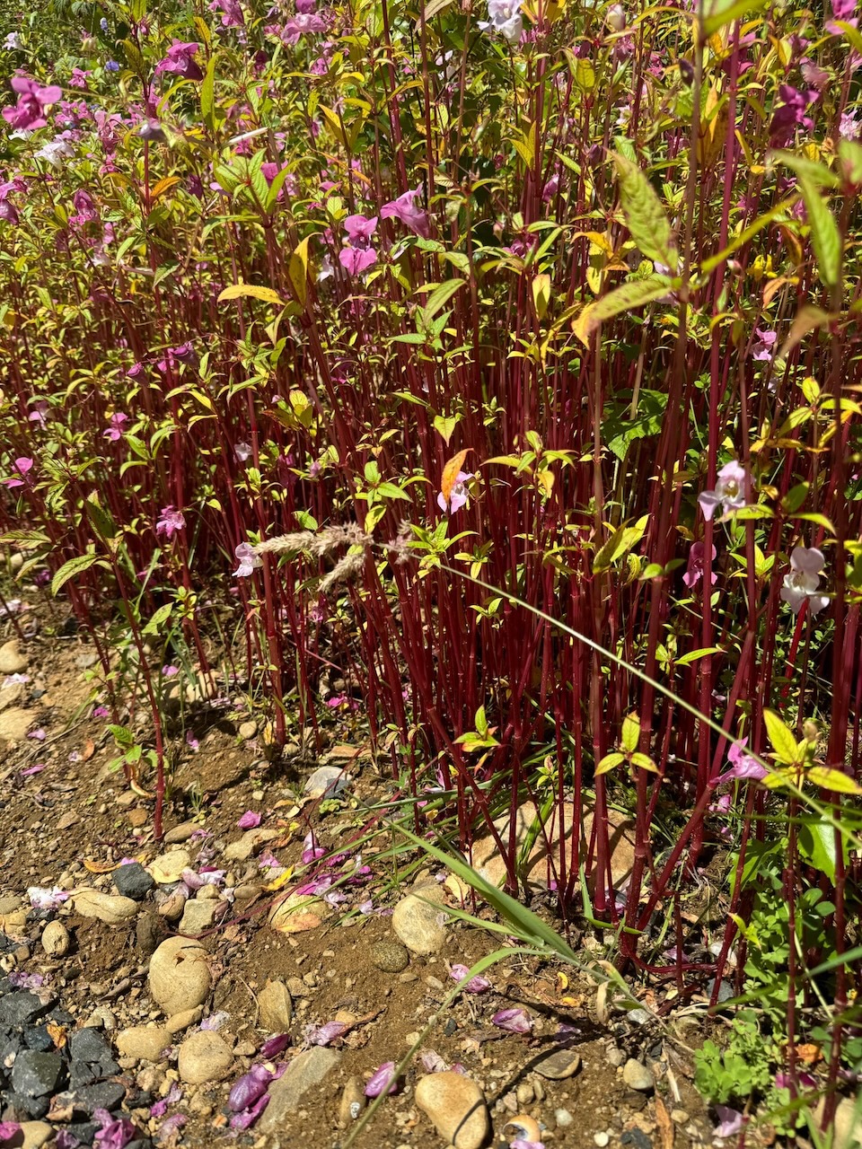 Himalayan Balsam Treatment | Invasive Weed Experts Scotland