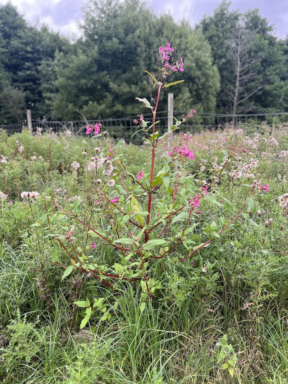 Himalayan Balsam Treatment | Invasive Weed Experts Scotland