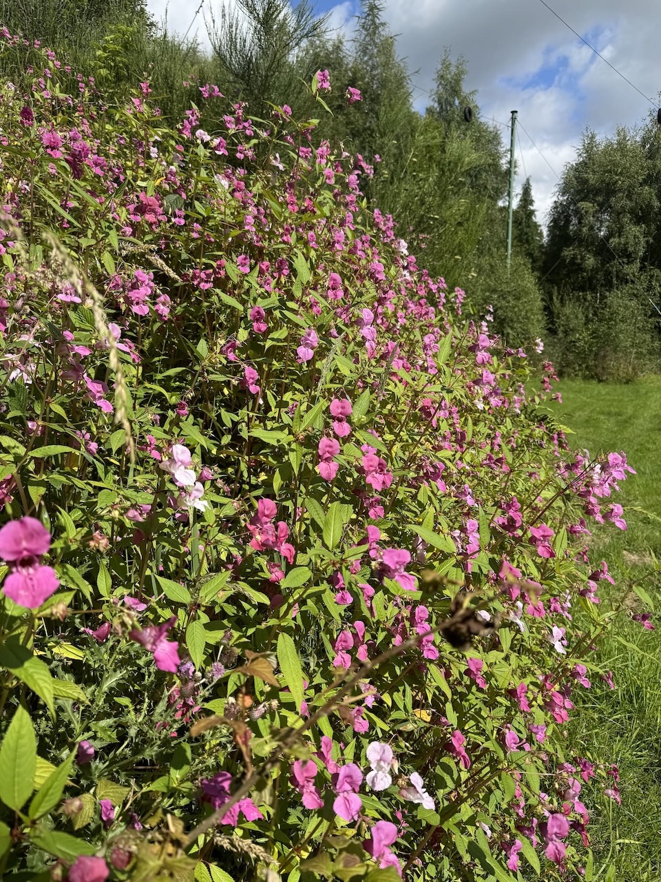 Invasive Weeds Scotland | Identification & Control Experts