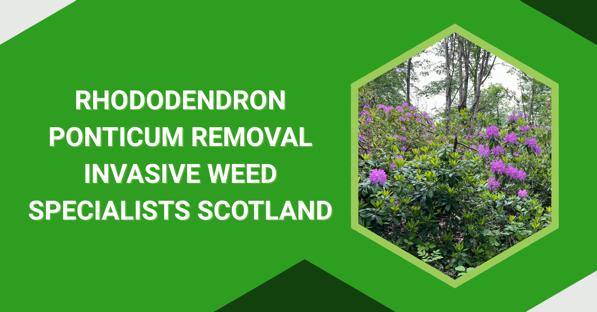 Rhododendron Ponticum Removal in Scotland | JBB Specialists