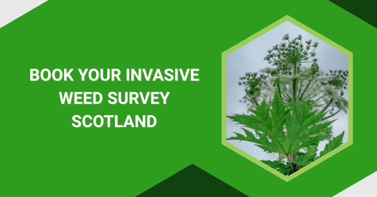 Book an Invasive Weed Survey in Scotland | JBB Experts