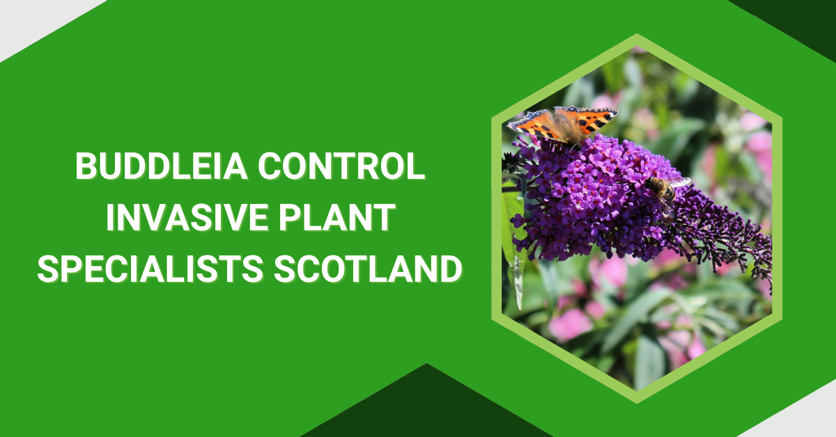 Buddleia Removal | Invasive Plant Specialists Scotland